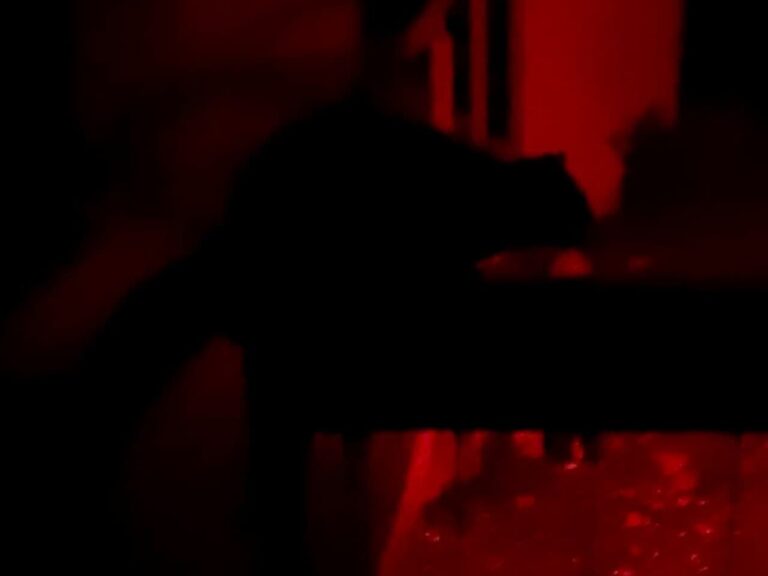 オーストラリア／リリコビーチ保護区～タスマニアで営巣するフェアリーペンギン～ | Zooっと旅しよう！動物観察旅専門メディア