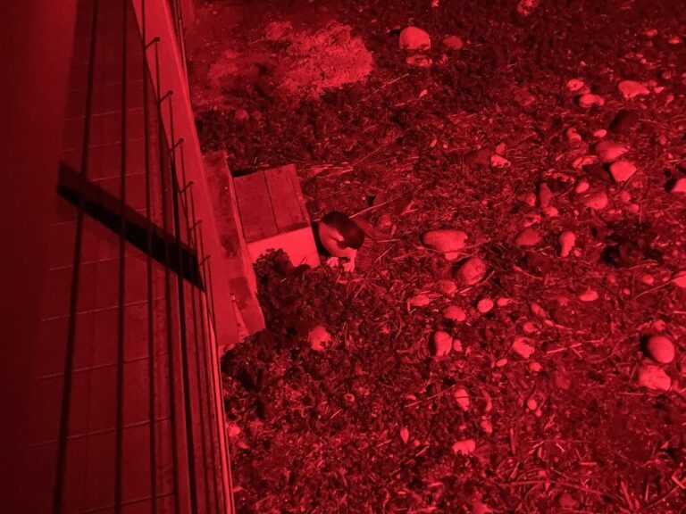 オーストラリア／リリコビーチ保護区～タスマニアで営巣するフェアリーペンギン～ | Zooっと旅しよう！動物観察旅専門メディア